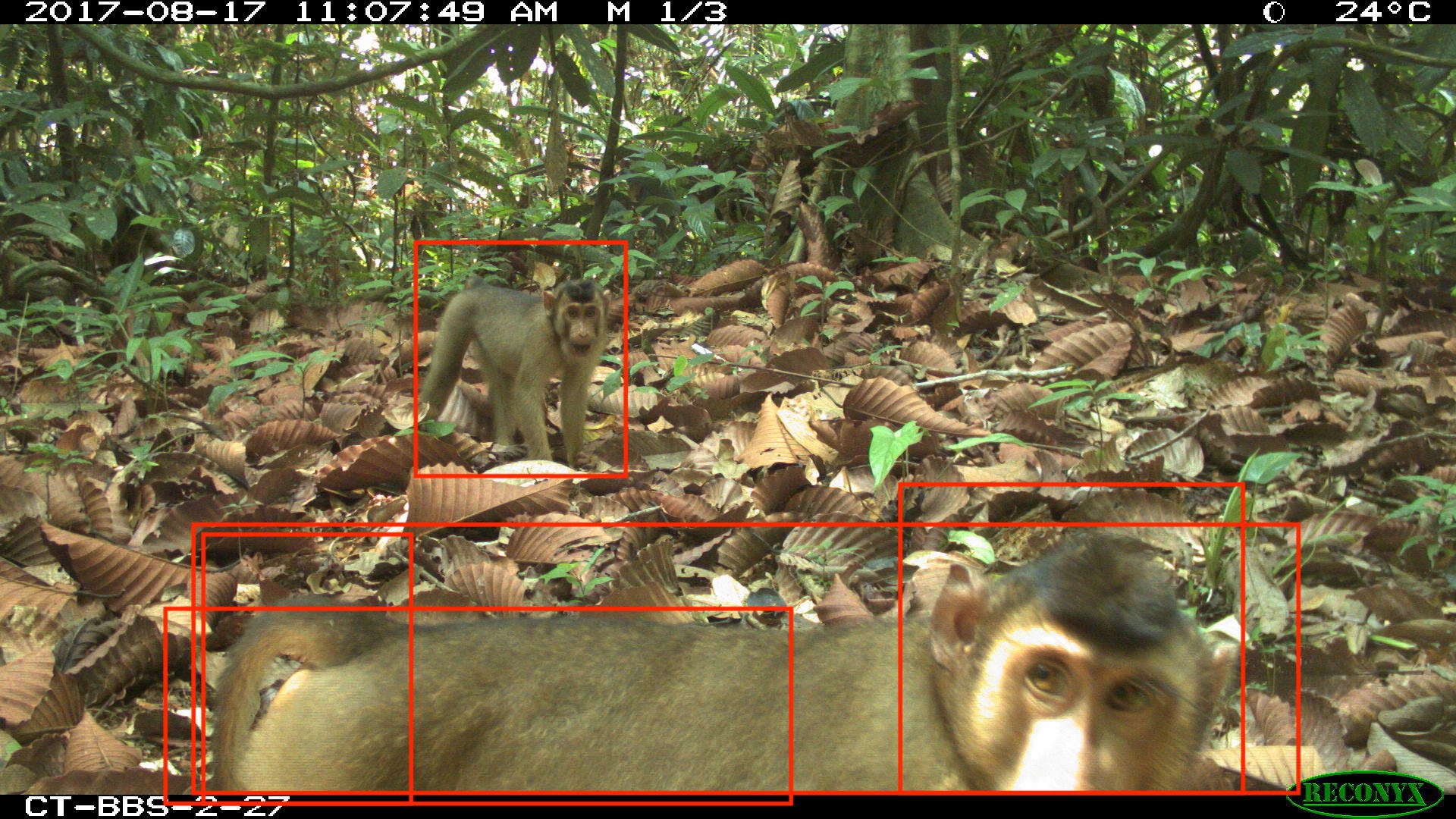 Bounding Boxes | Wildlife Insights Bounding Boxes | Wildlife Insights